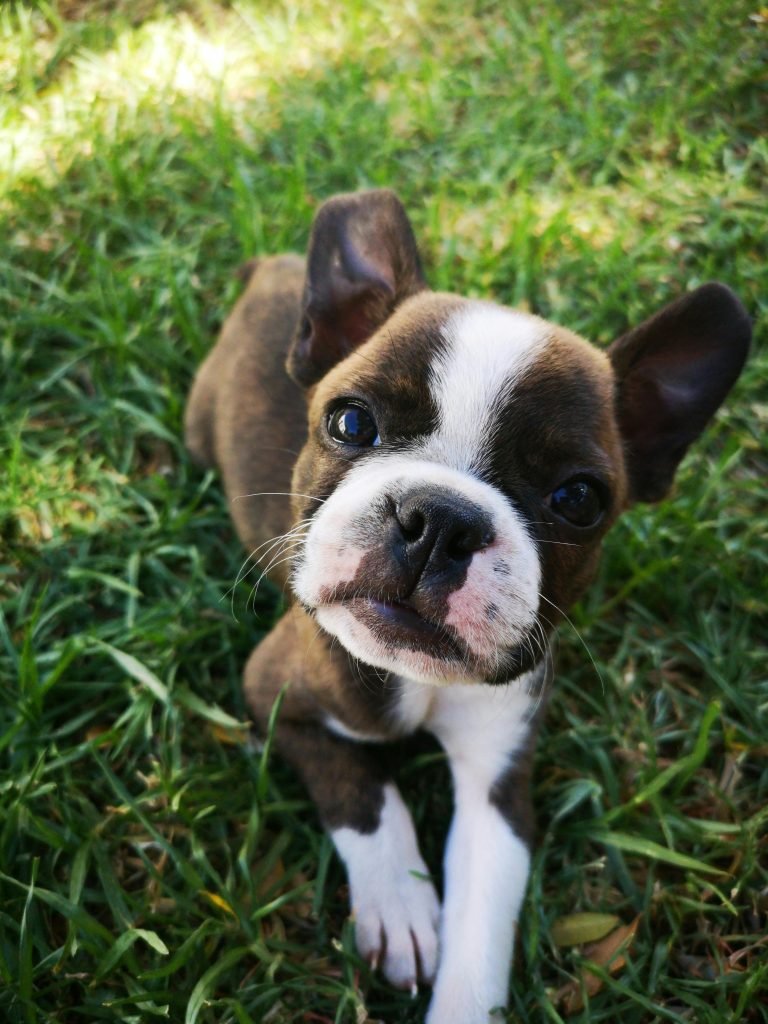 Welcome To Chris Taylor Rea Dog Training